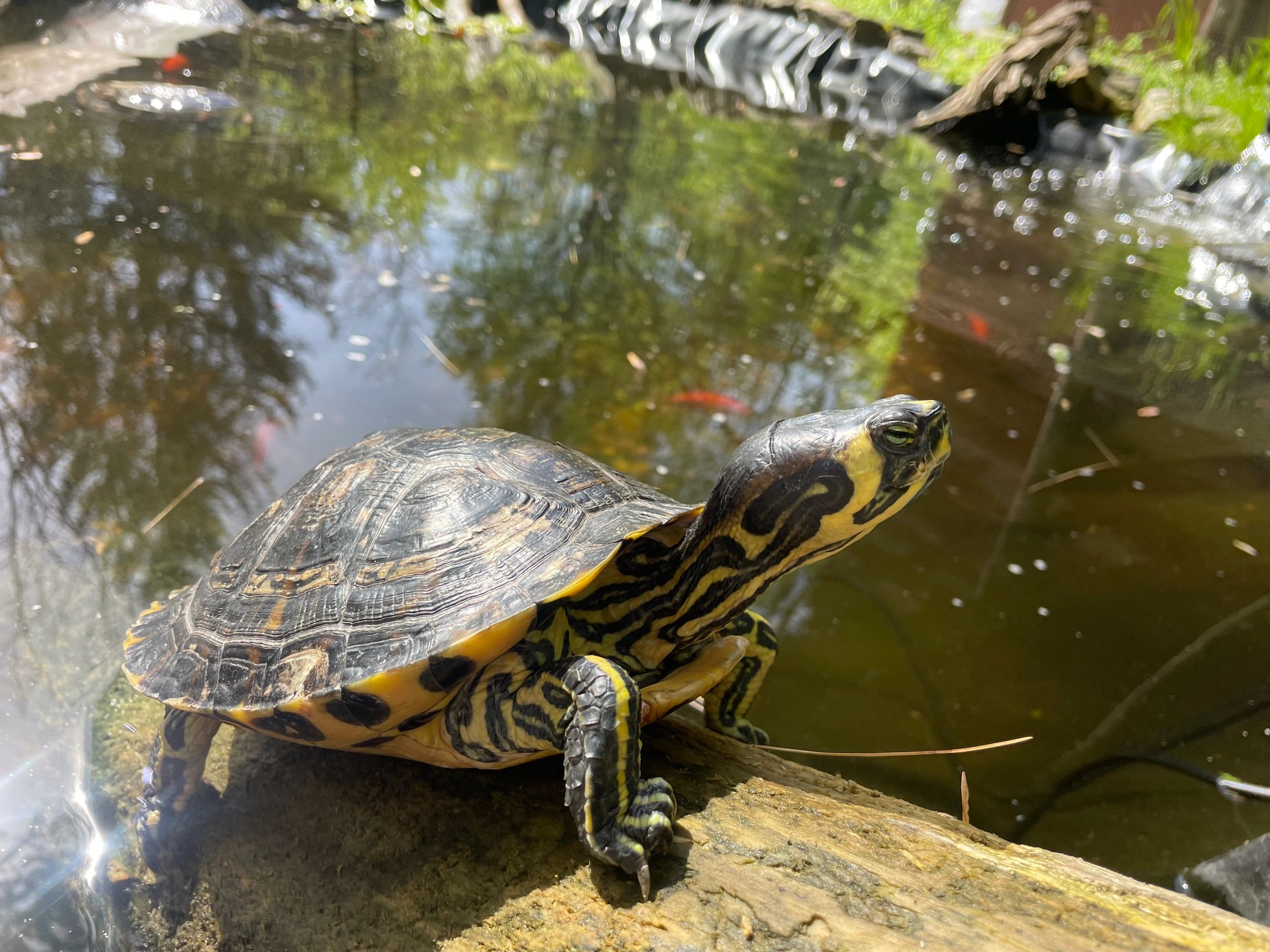 Dean's Turtle Farm