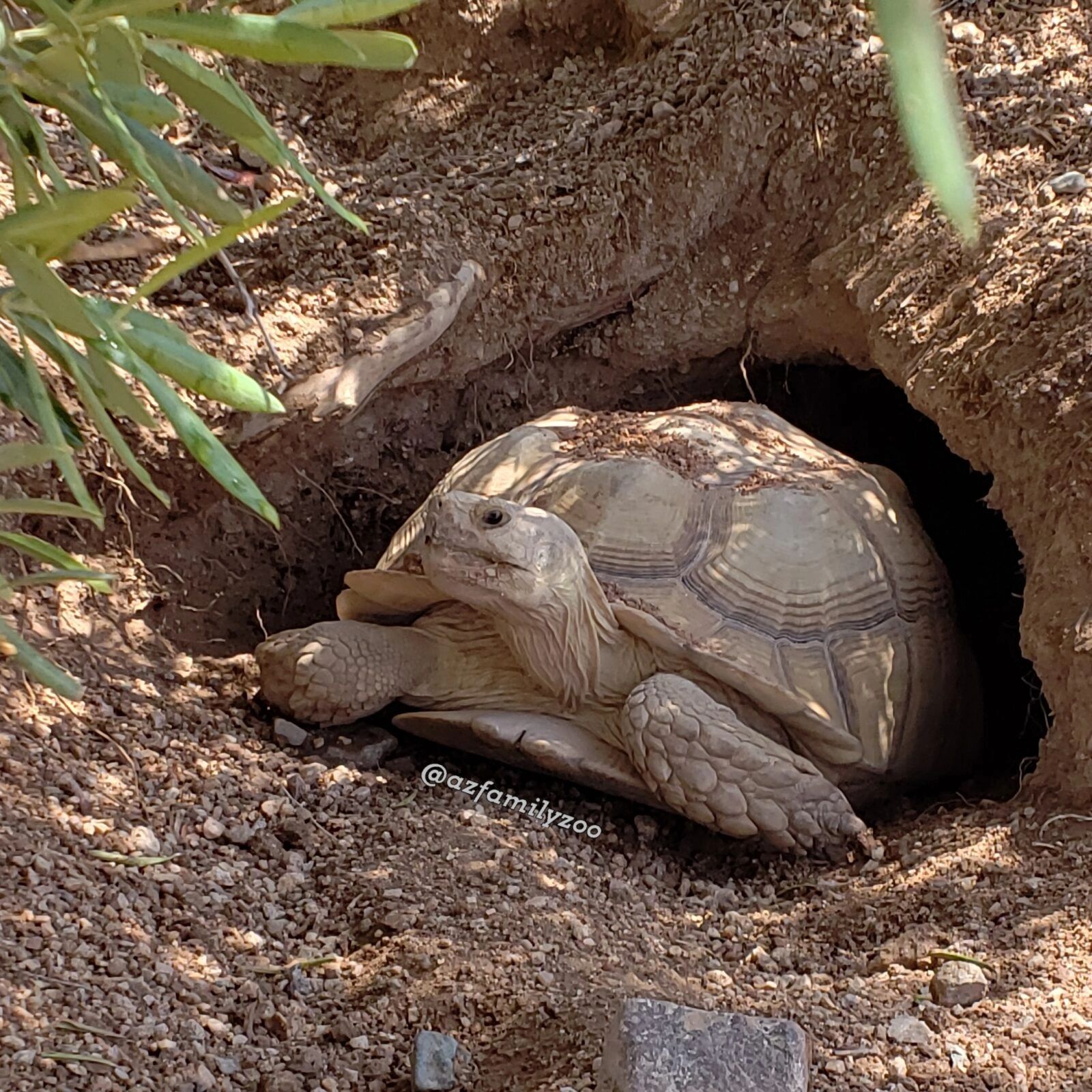 Myrtle’s burrow, keeping cool sulcata style