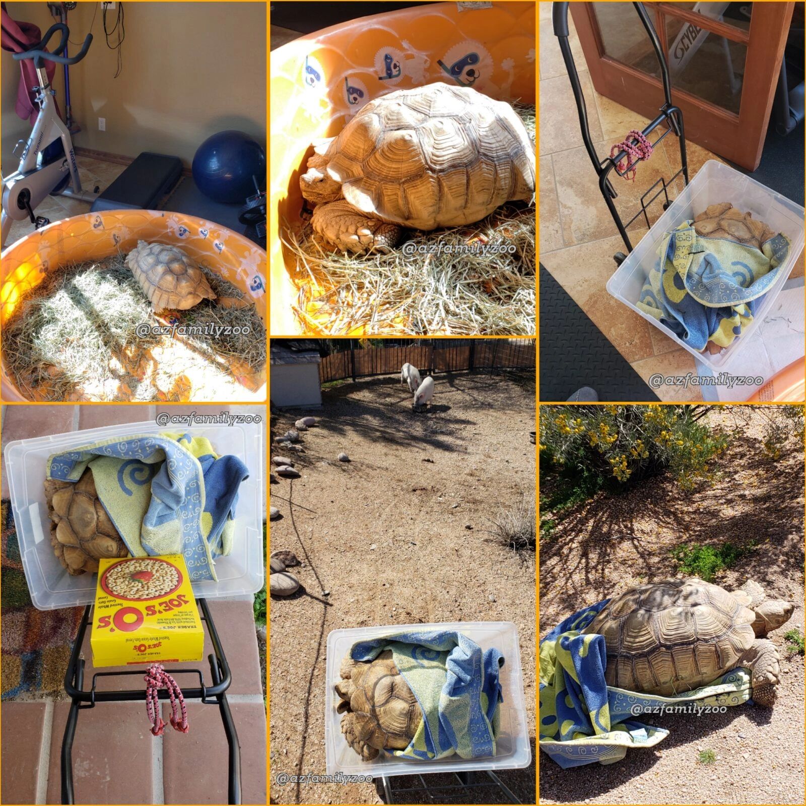 Yertle’s Winter Cold