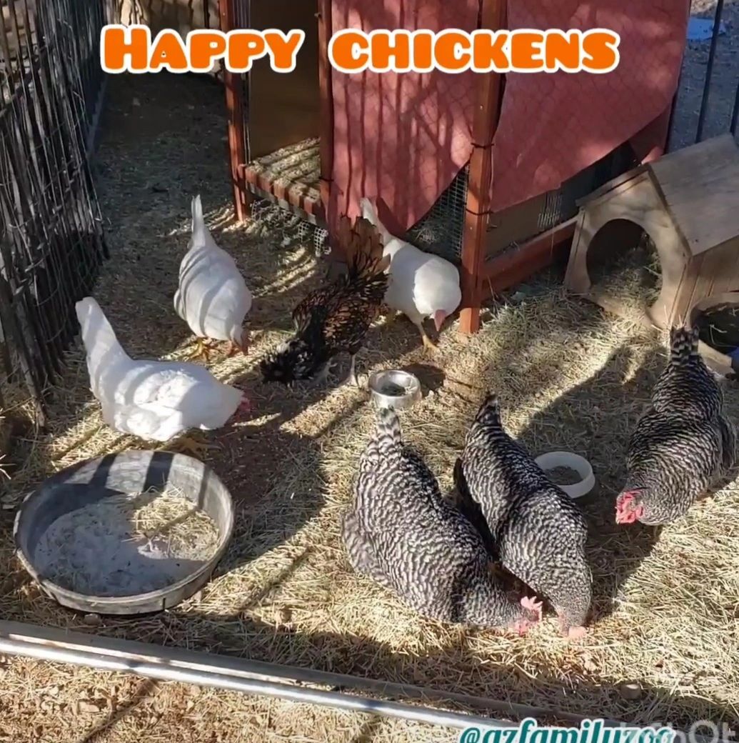 Seven More Chickens!