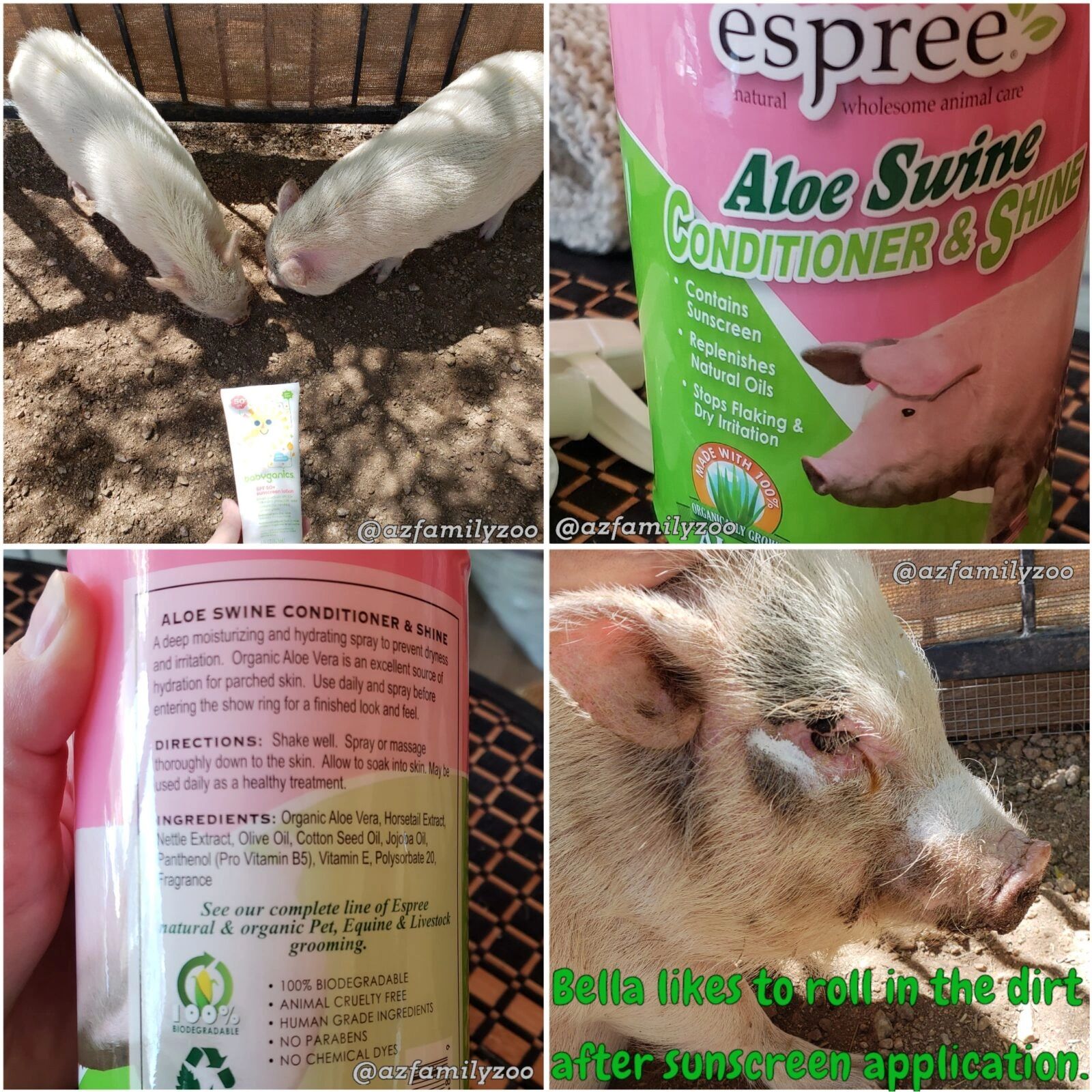 Sunburn prevention for pot-bellied pigs Gary and Bella