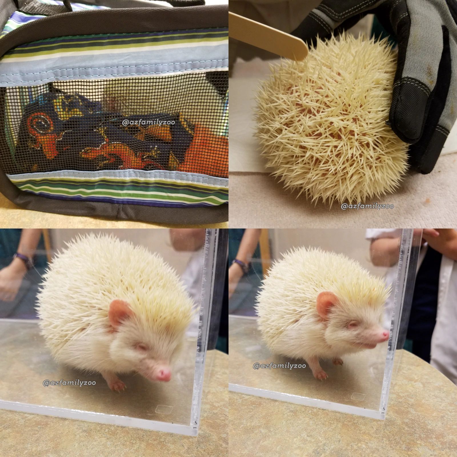 Winter’s trip to the vet