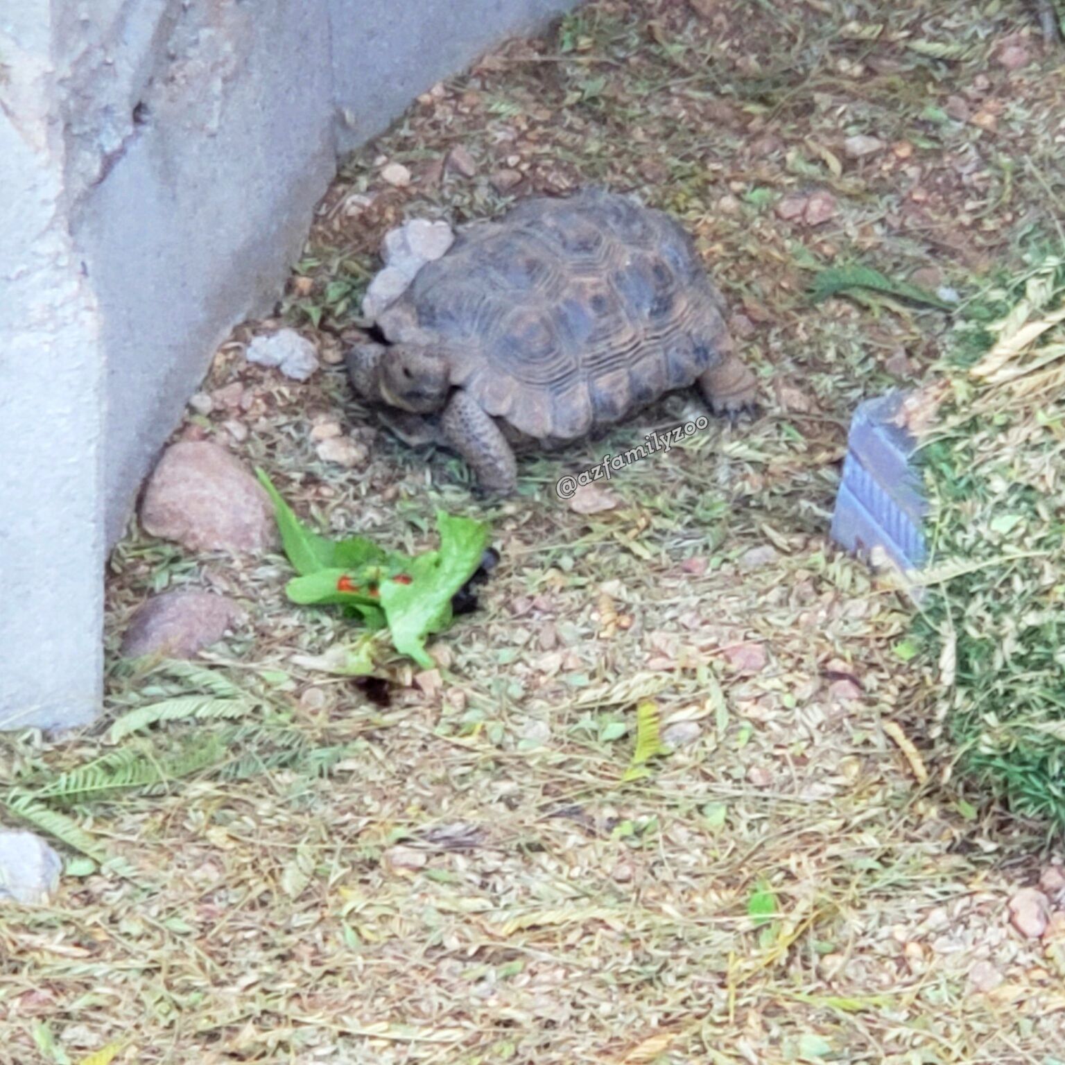 A Surprise Appearance