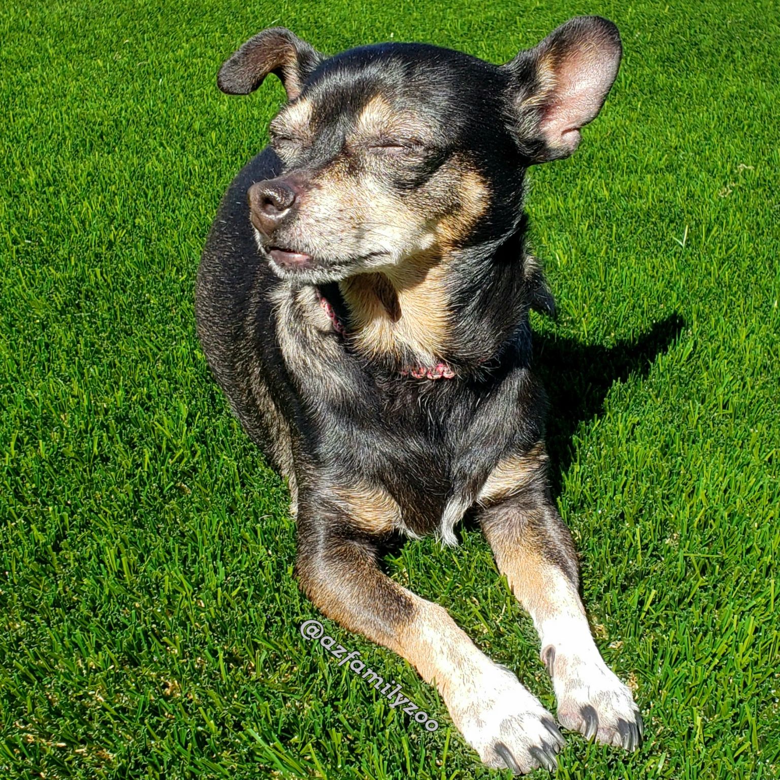 Valley Fever in Dogs