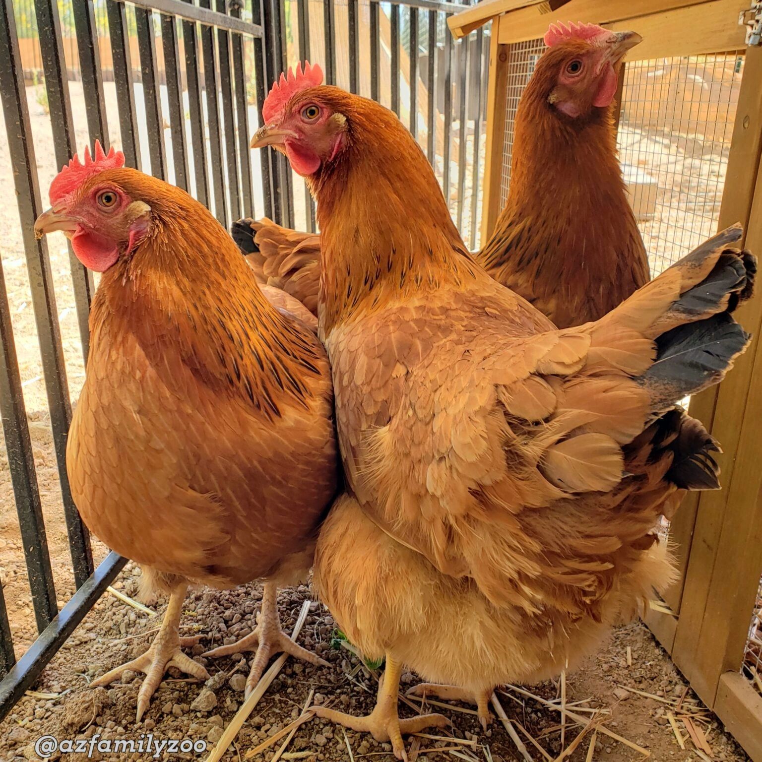 Let’s talk Chickens!