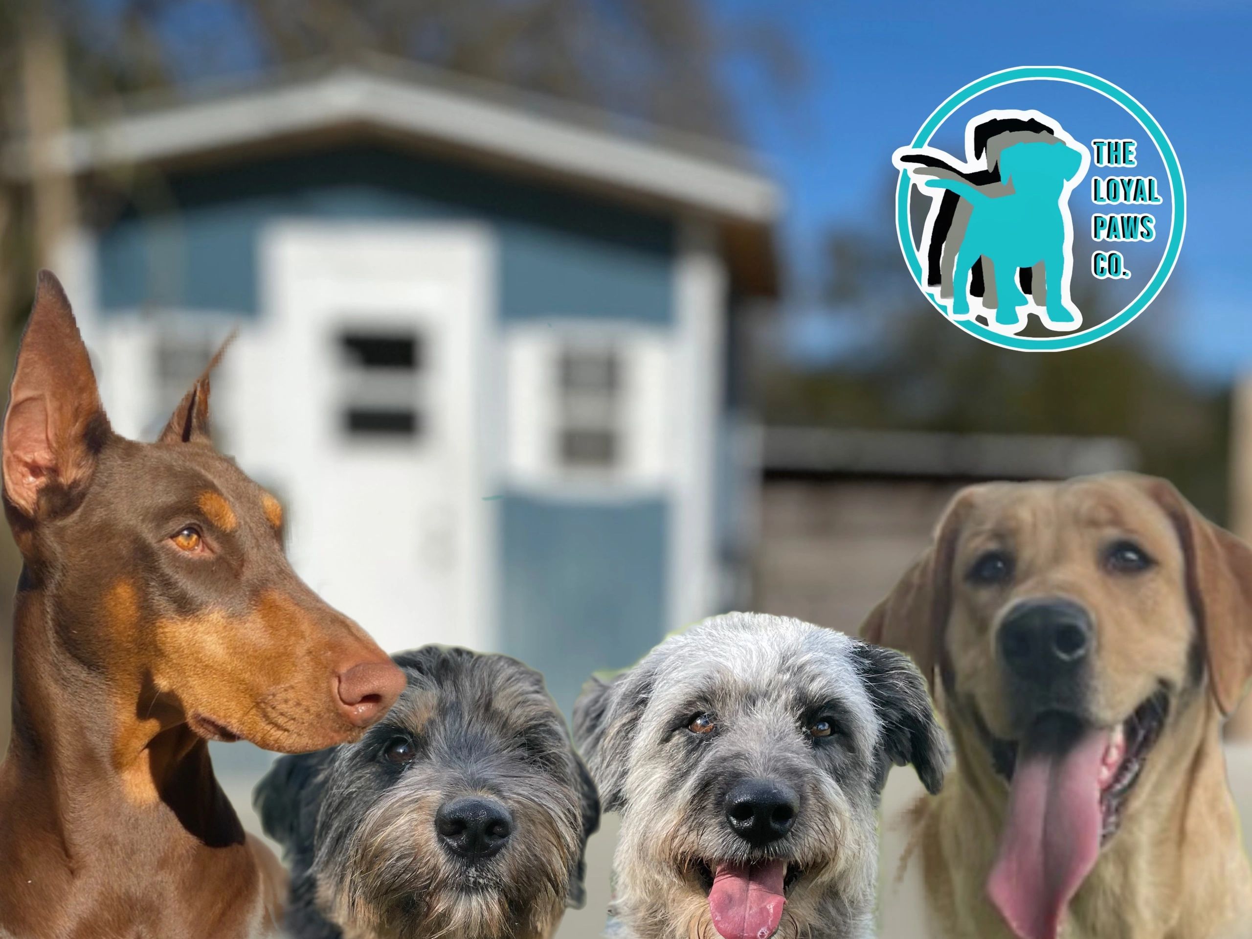 The Loyal Paws Company