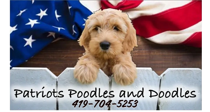 Puppies for Sale - Patriots Poodles and Doodles