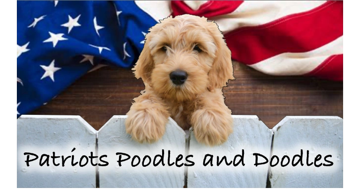 Puppies for Sale - Patriots Poodles and Doodles