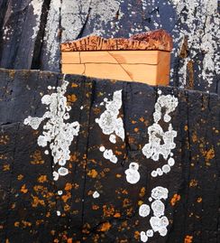 Toby Muir Wilson Furniture - Art Design, Fine Art