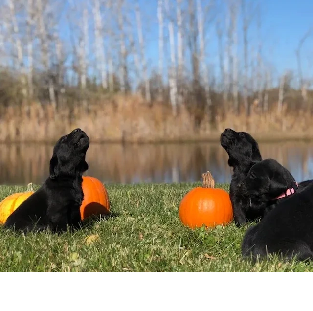 Rocky Ridge Labradors