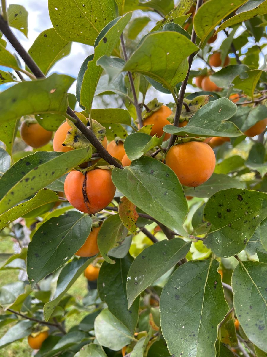 Grafted Persimmon Trees