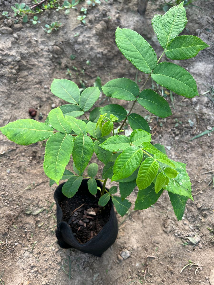 American Butternut - Juglans cinerea