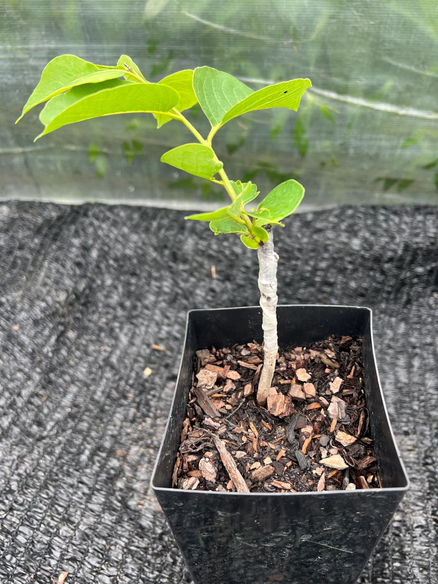 American persimmon - Prok