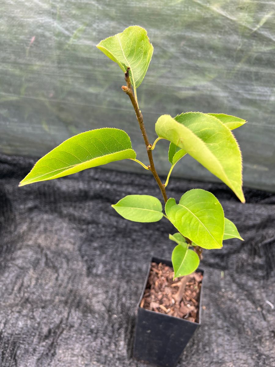 Asian pear - Shin Li