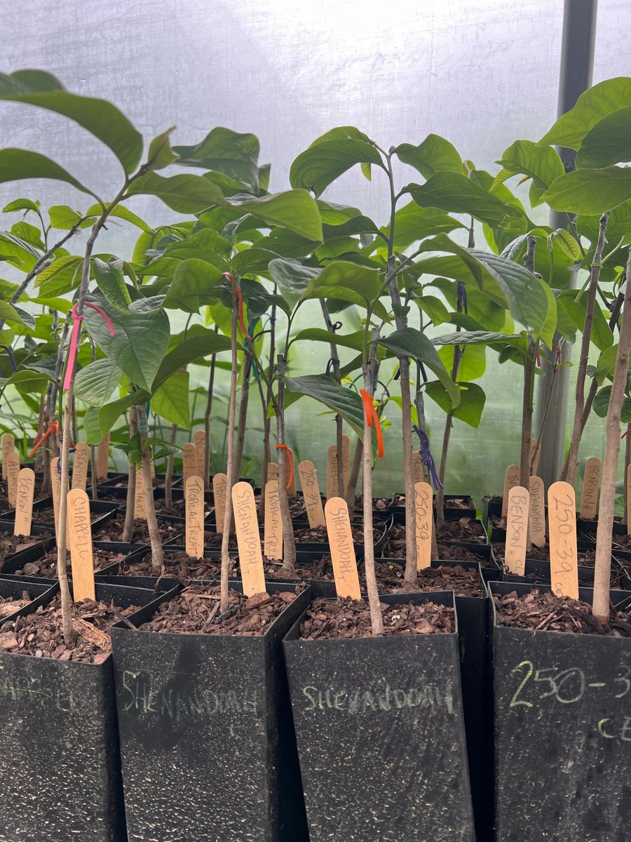 American pawpaw, KSU Chappell (Grafted tree)