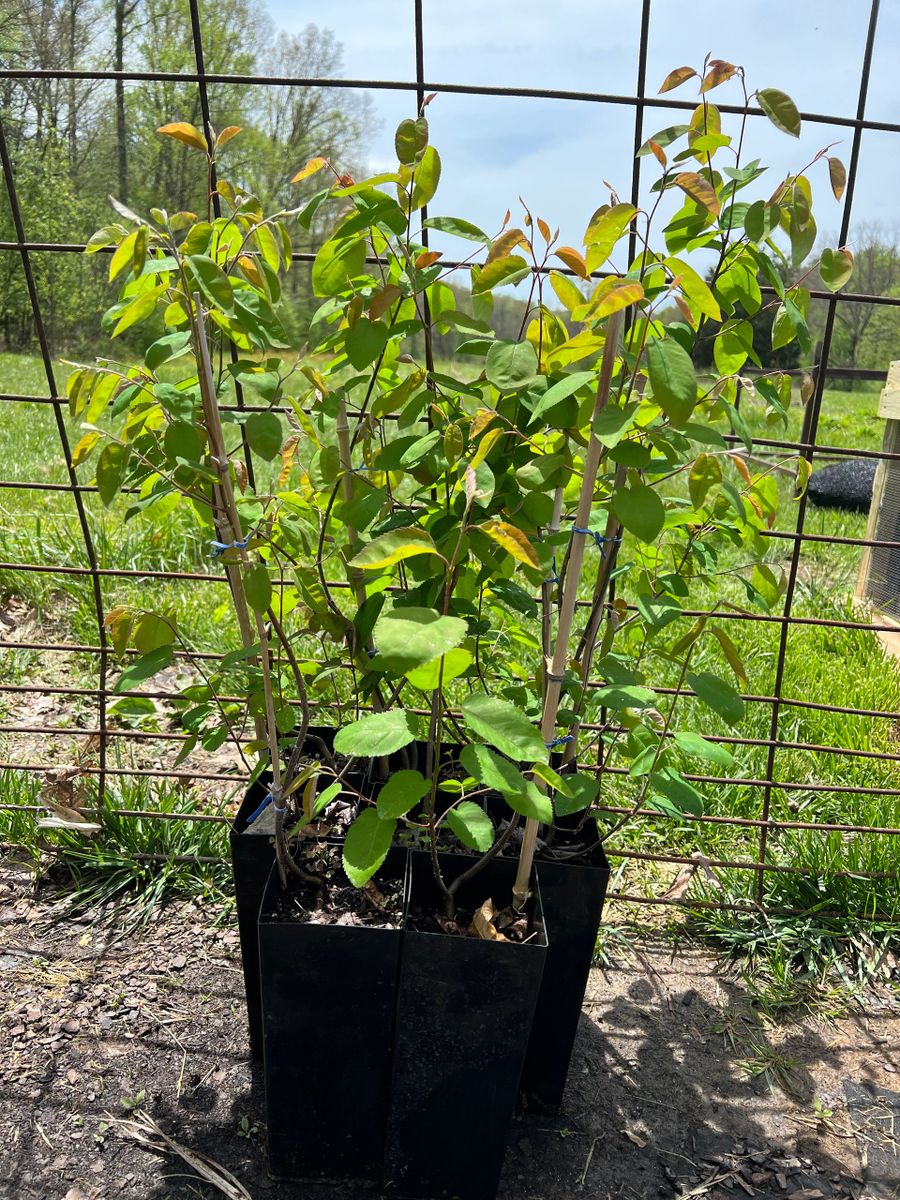 Serviceberry tree (Amelanchier canadensis)