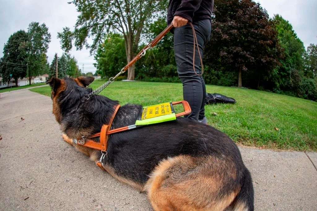 September – Guide Dog Awareness Month (Part 2)