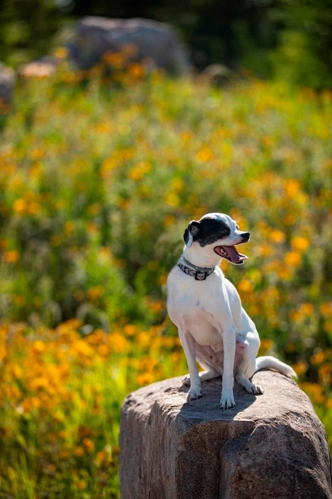 September – Puppy Mill Awareness Month