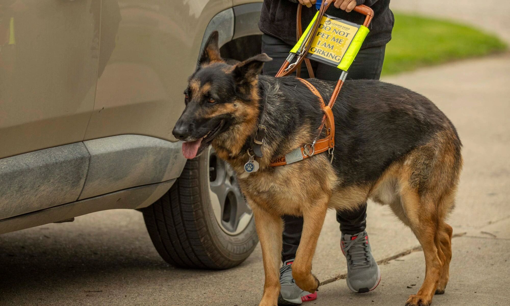 September – Guide Dog Awareness Month (PART 1) The Basics