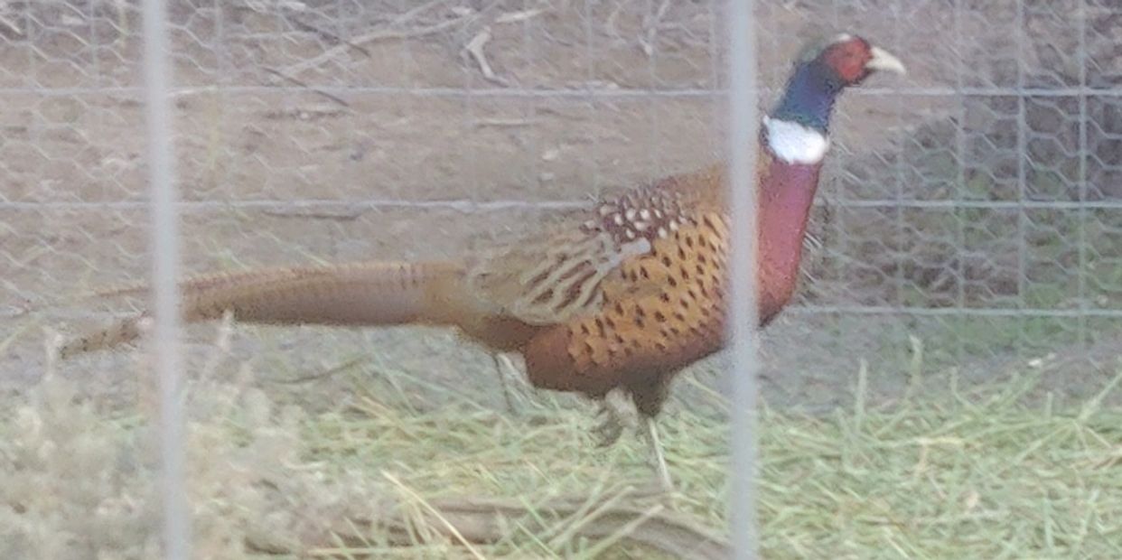NEK Farm and Pheasants - Pheasant Breeder - Redmond, Oregon