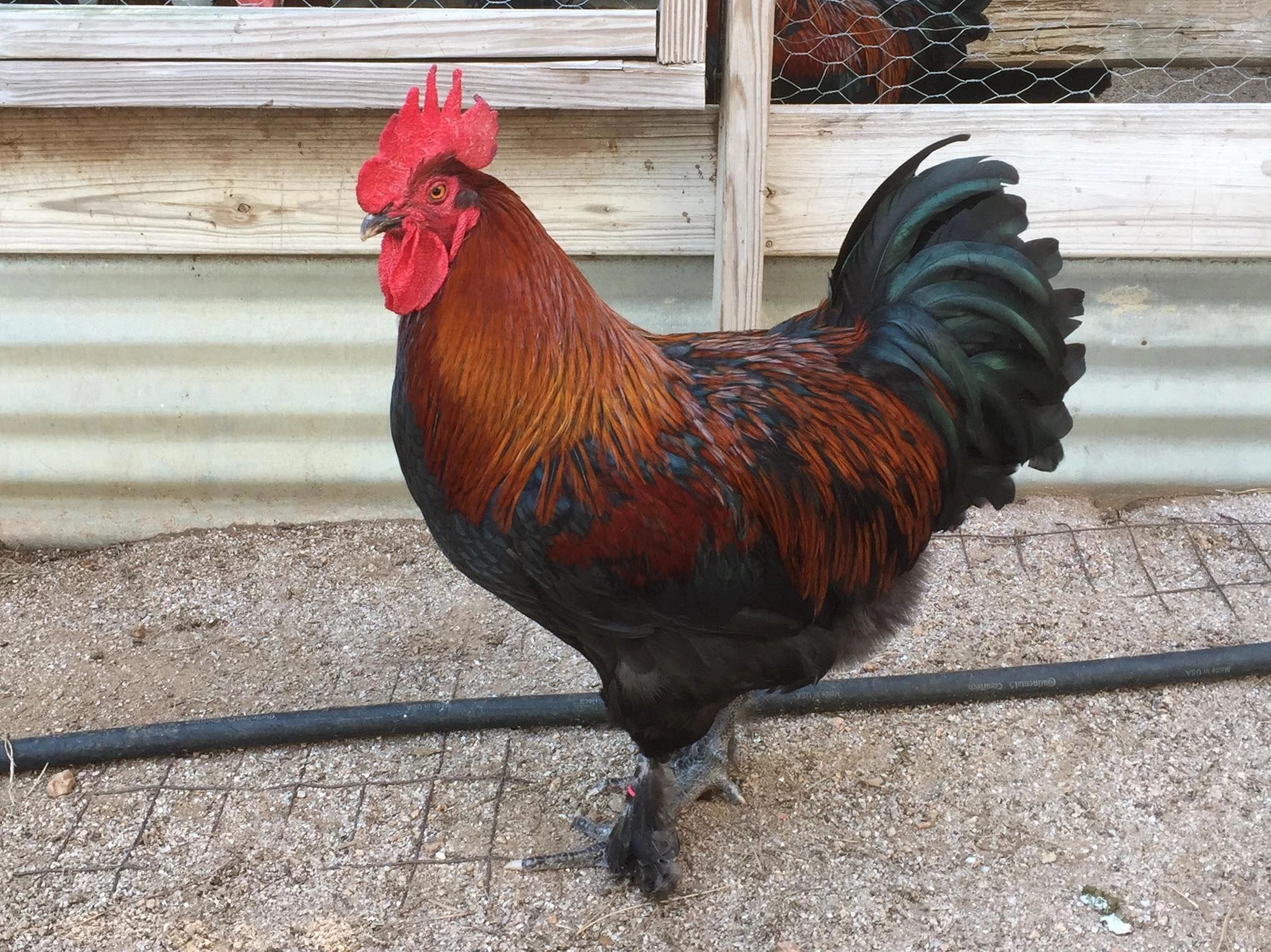 Young Black Copper Maran Rooster