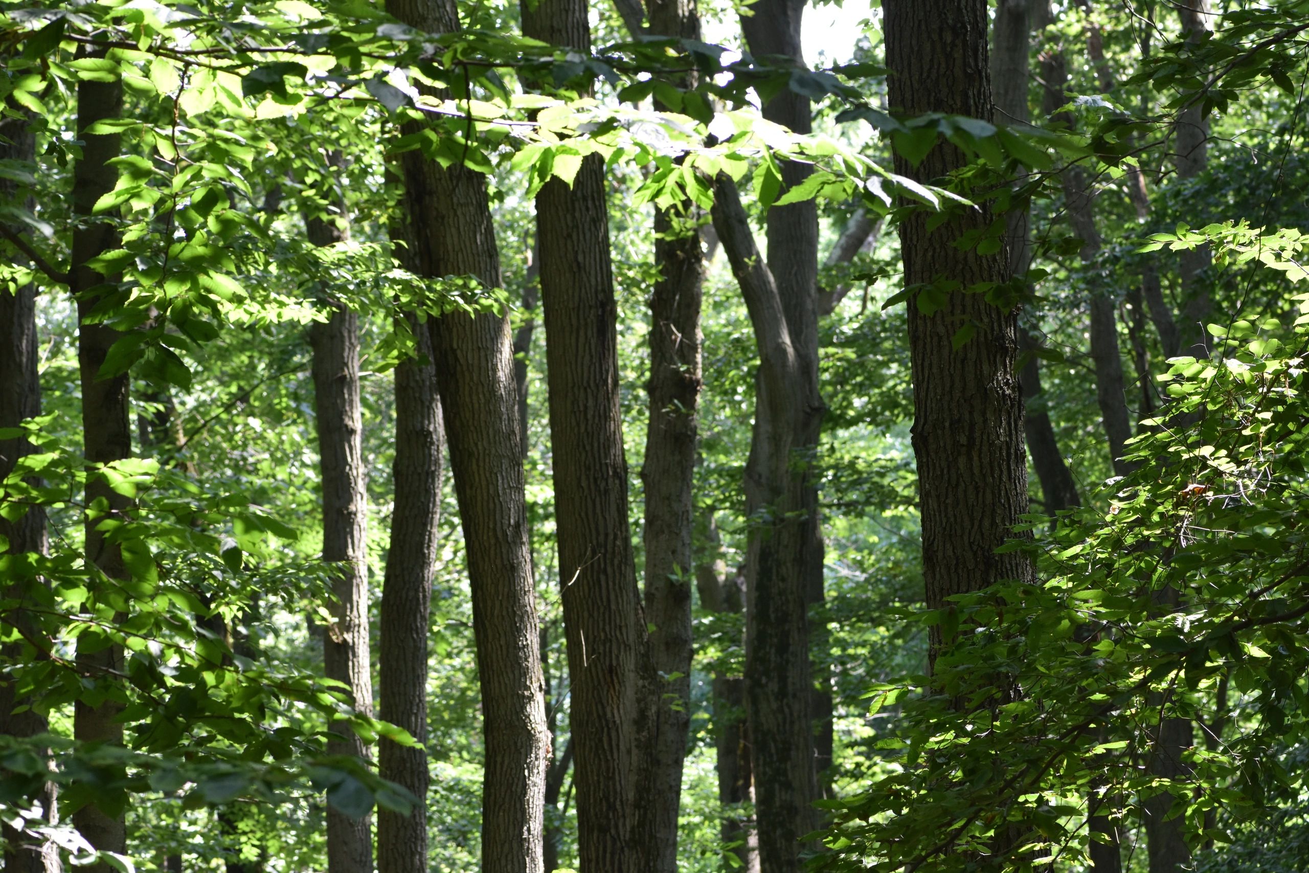 Rainbow Mango Society