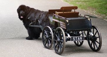 Dog Carts - Lola's Pet Products | Lola's Pet Products