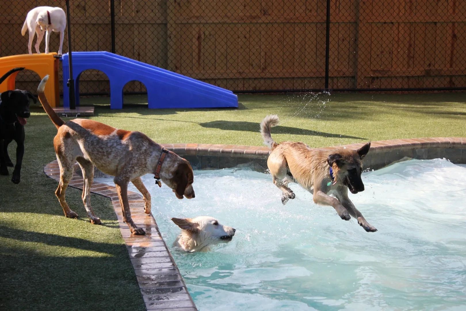 Primo Dog: Daycare, Boarding & Grooming