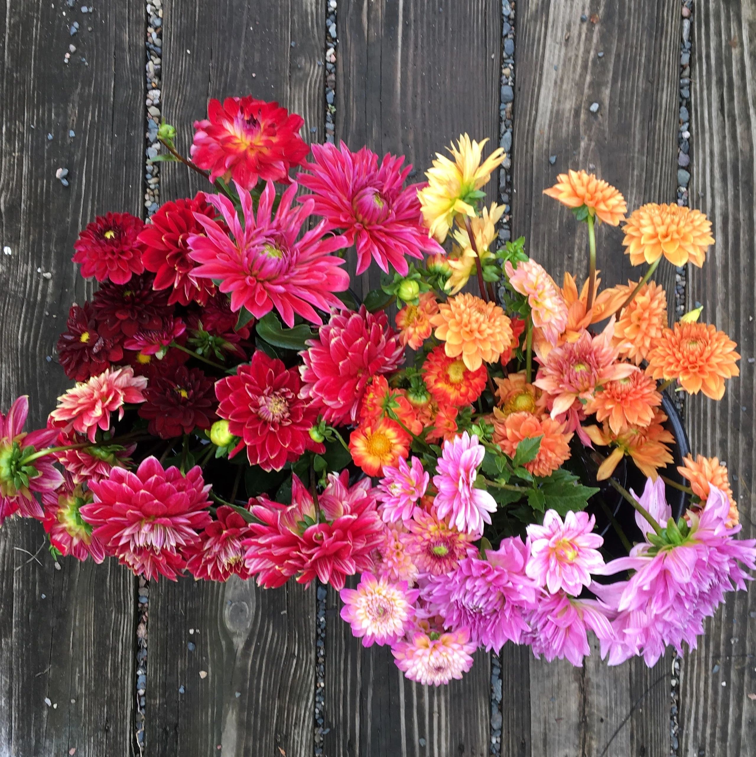 Cut and Gather Flowers