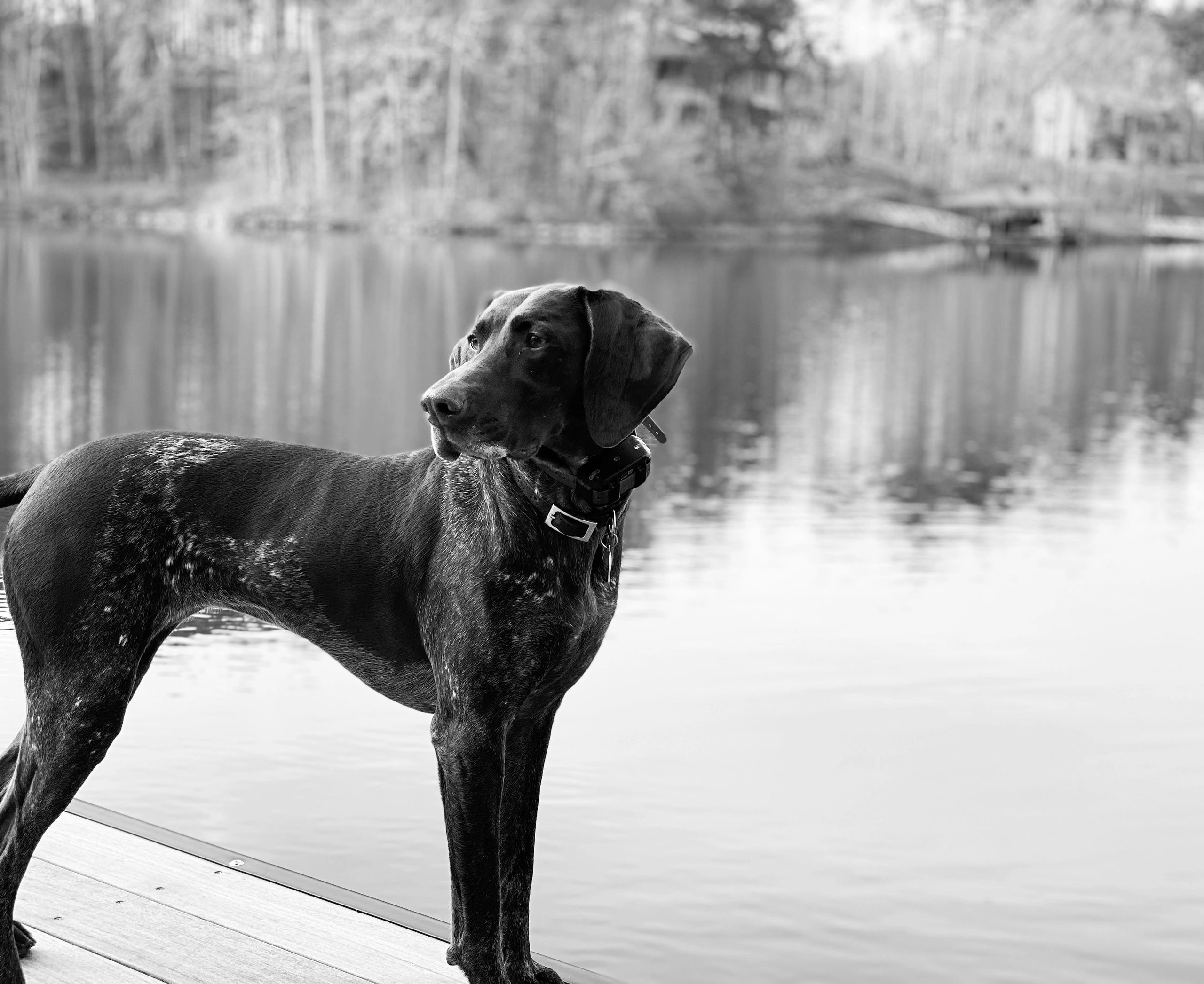 Integrative Veterinarian for Optimal Animal Health