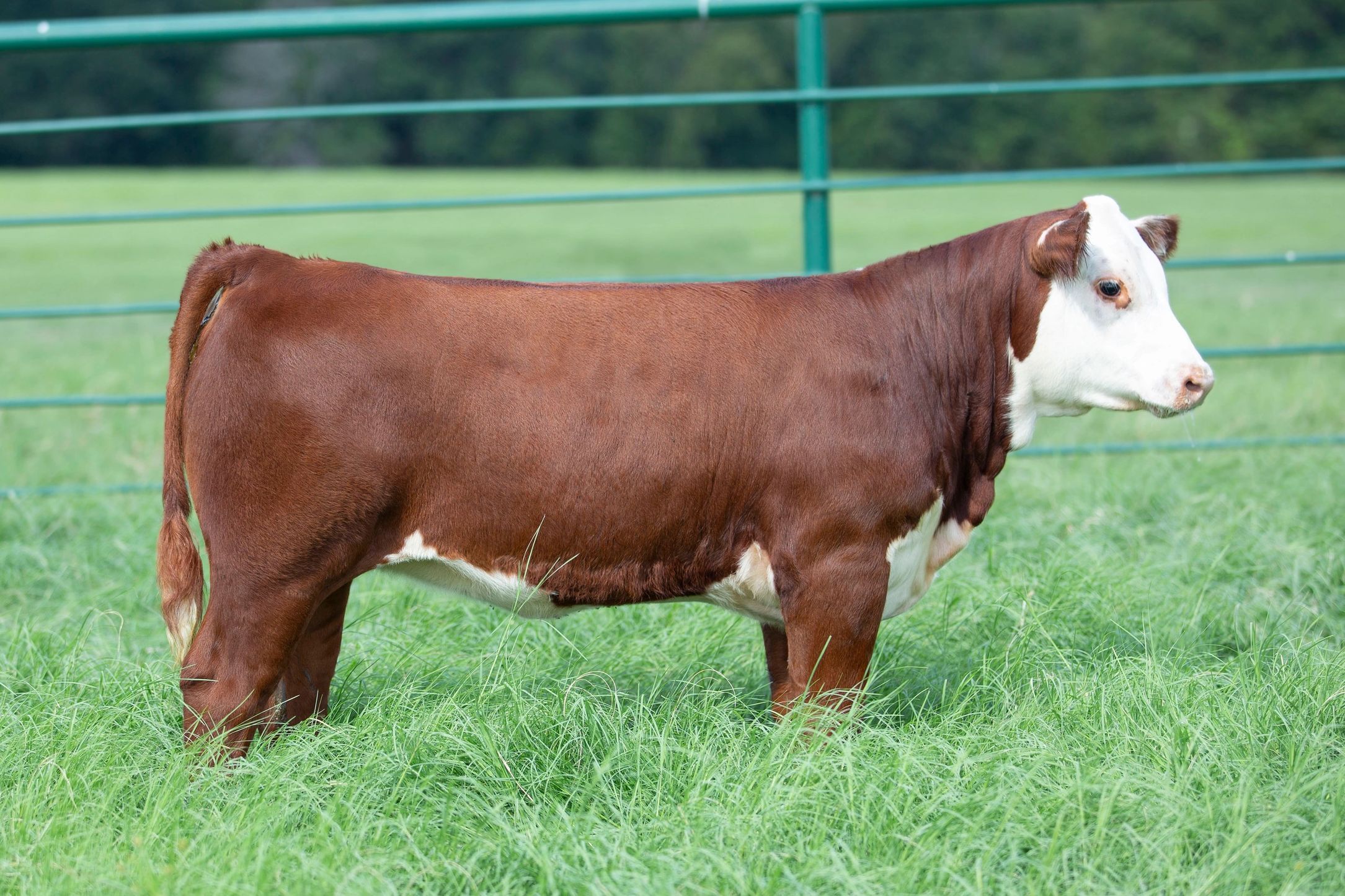 Cow Herd | ctrherefords
