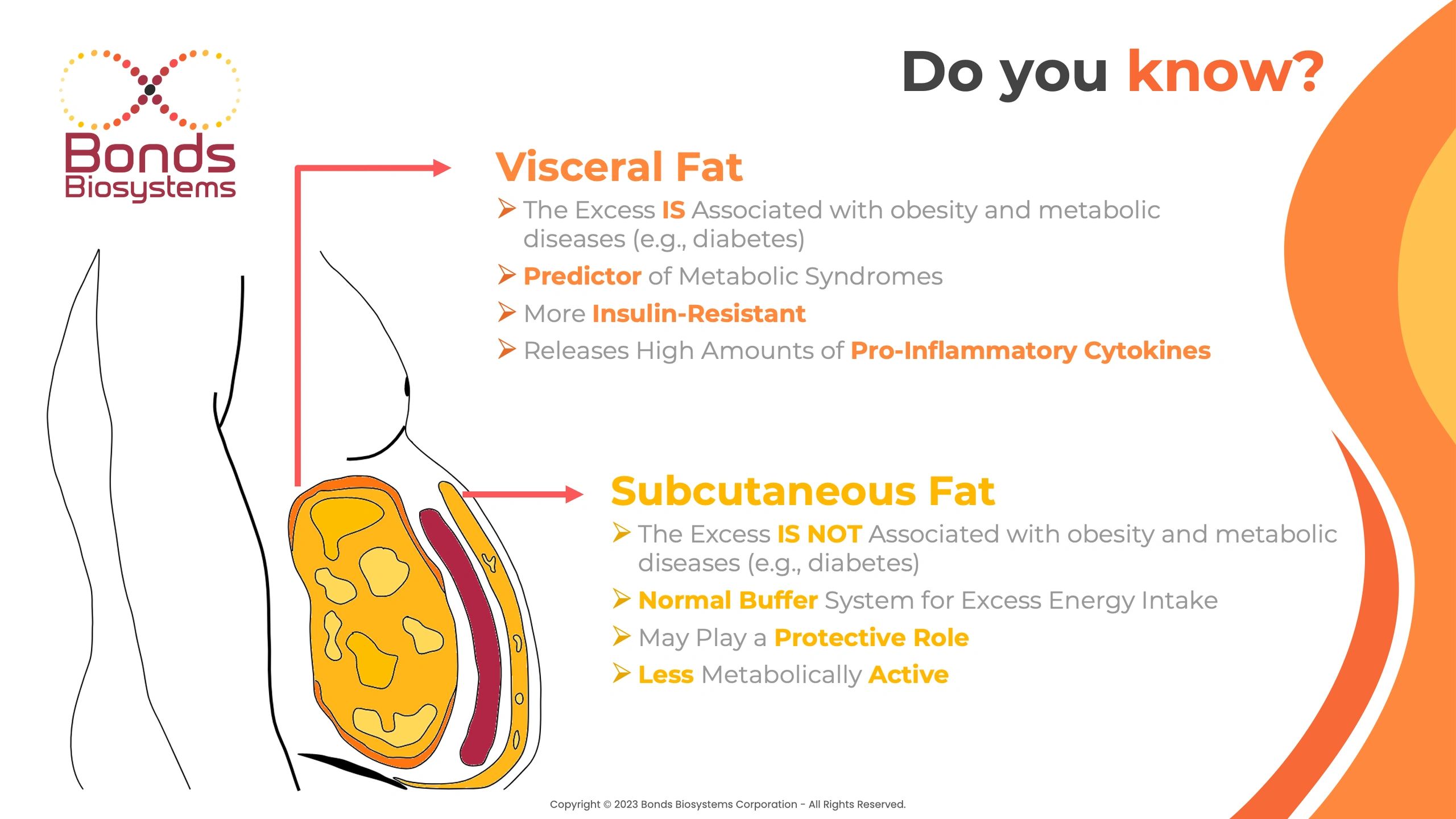 Did you know? Visceral vs. Subcutaneous Fat