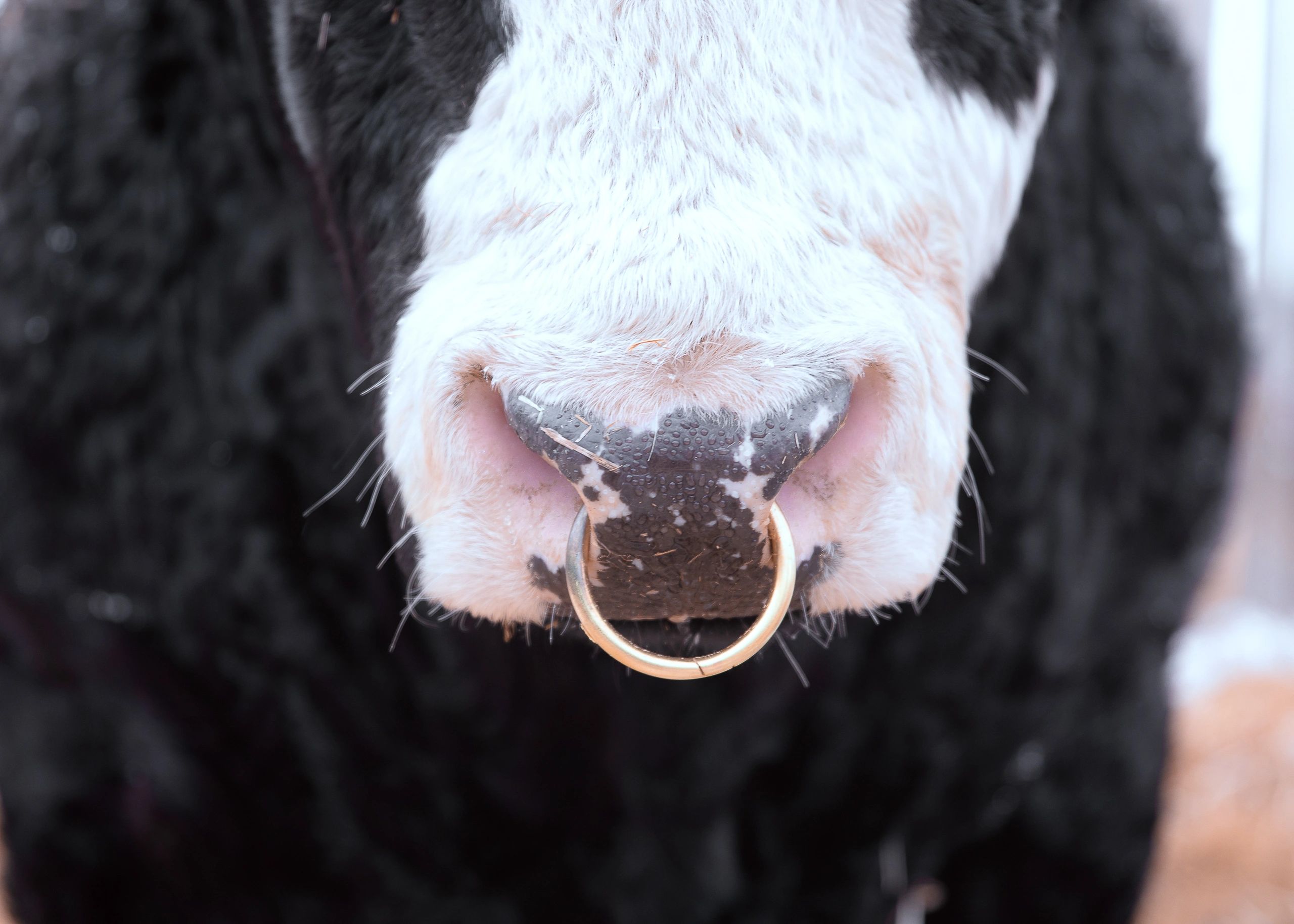High-Quality Purebred Cattle- Simmental, Angus, & SimAngus