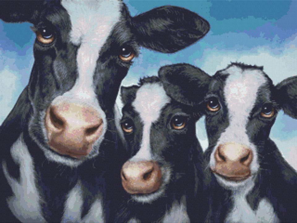 3 Cows