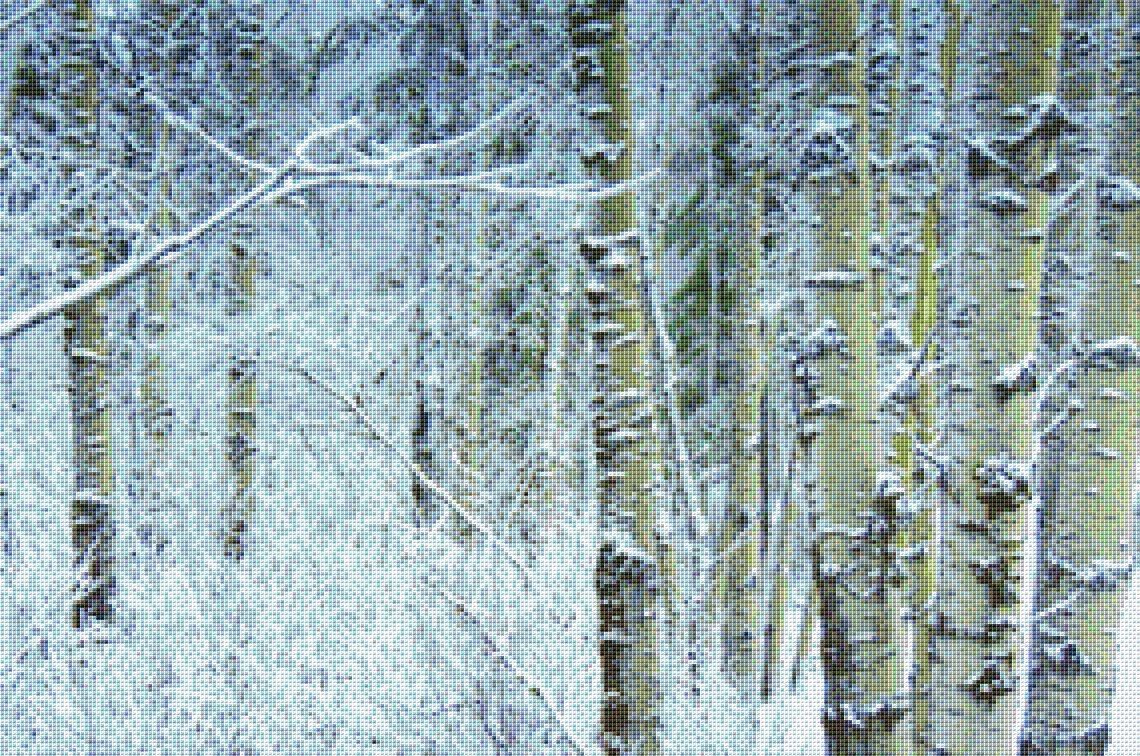 Birch and Aspen Trees