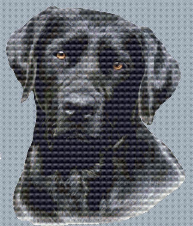 Black Labrador with NO BACKGROUND