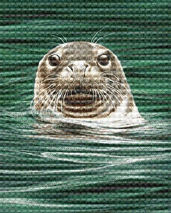 Curious Seal PDF