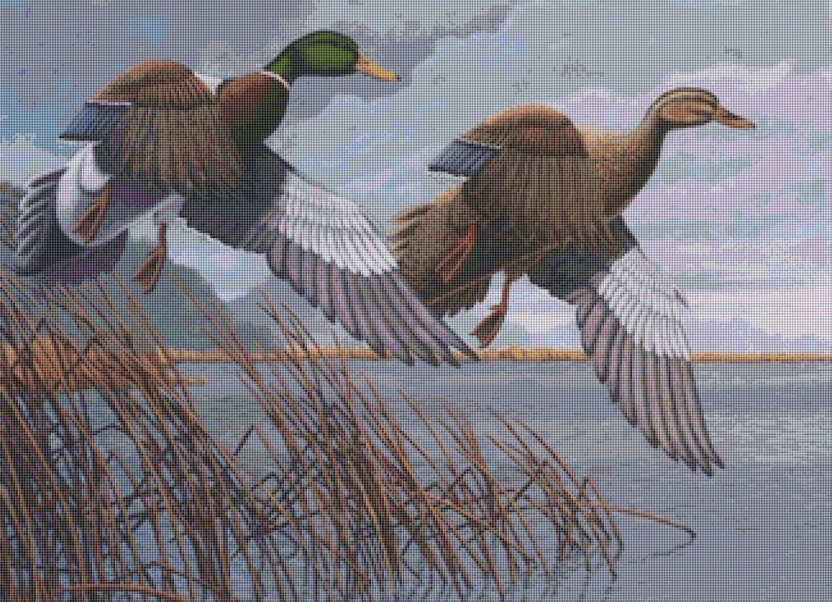 Flying Mallard Ducks
