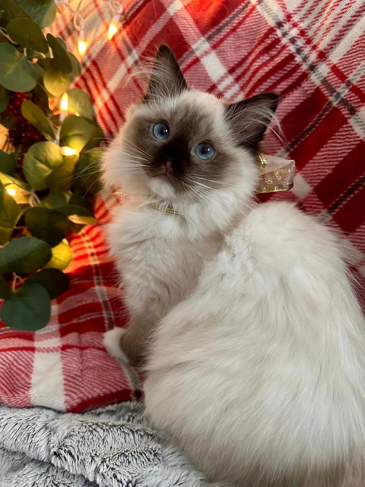 Mittenstar Ragdolls - Ragdoll Kittens, Bicolor Ragdoll Cats