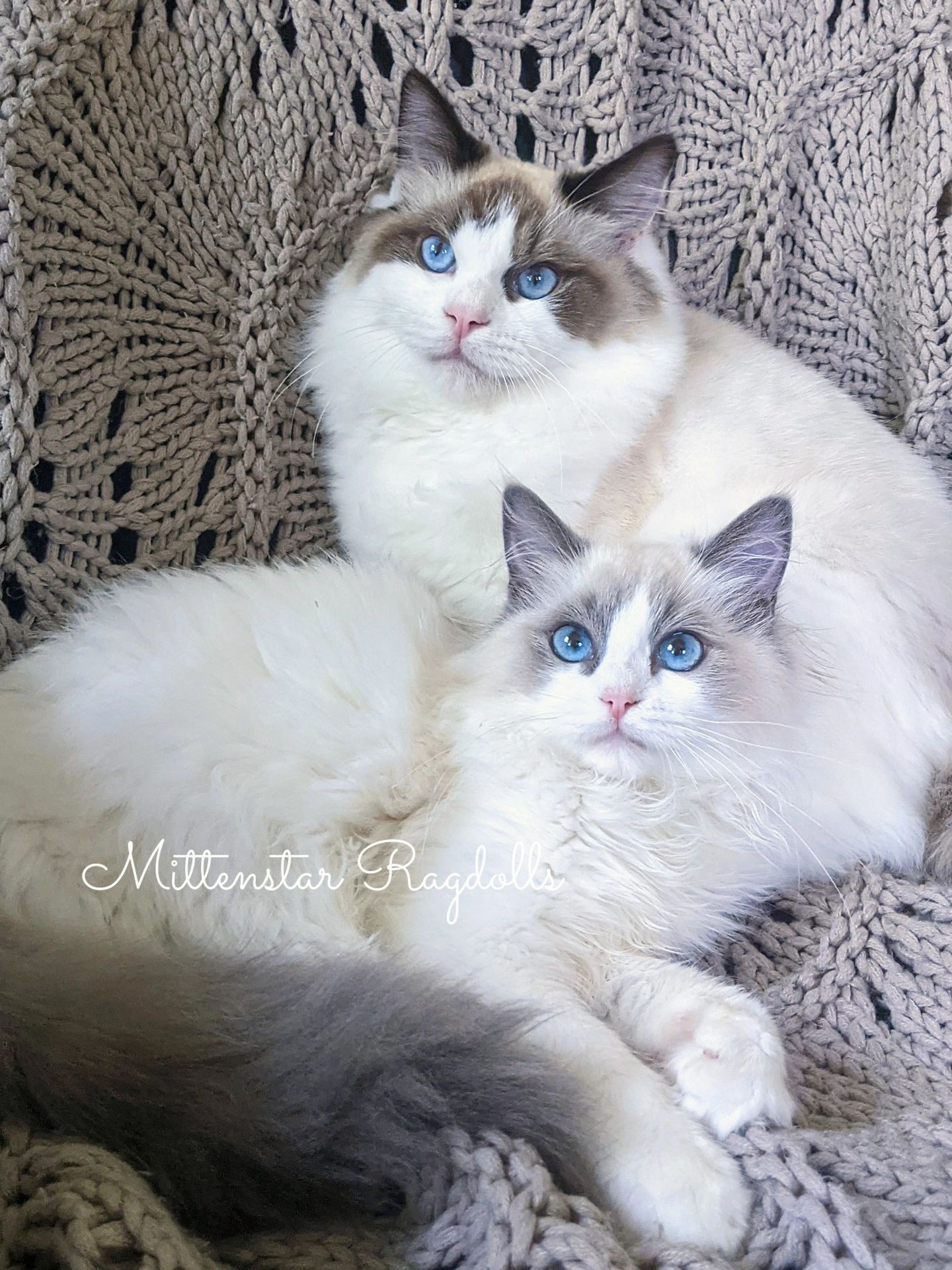 Mittenstar Ragdolls - Ragdoll Kittens, Bicolor Ragdoll Cats