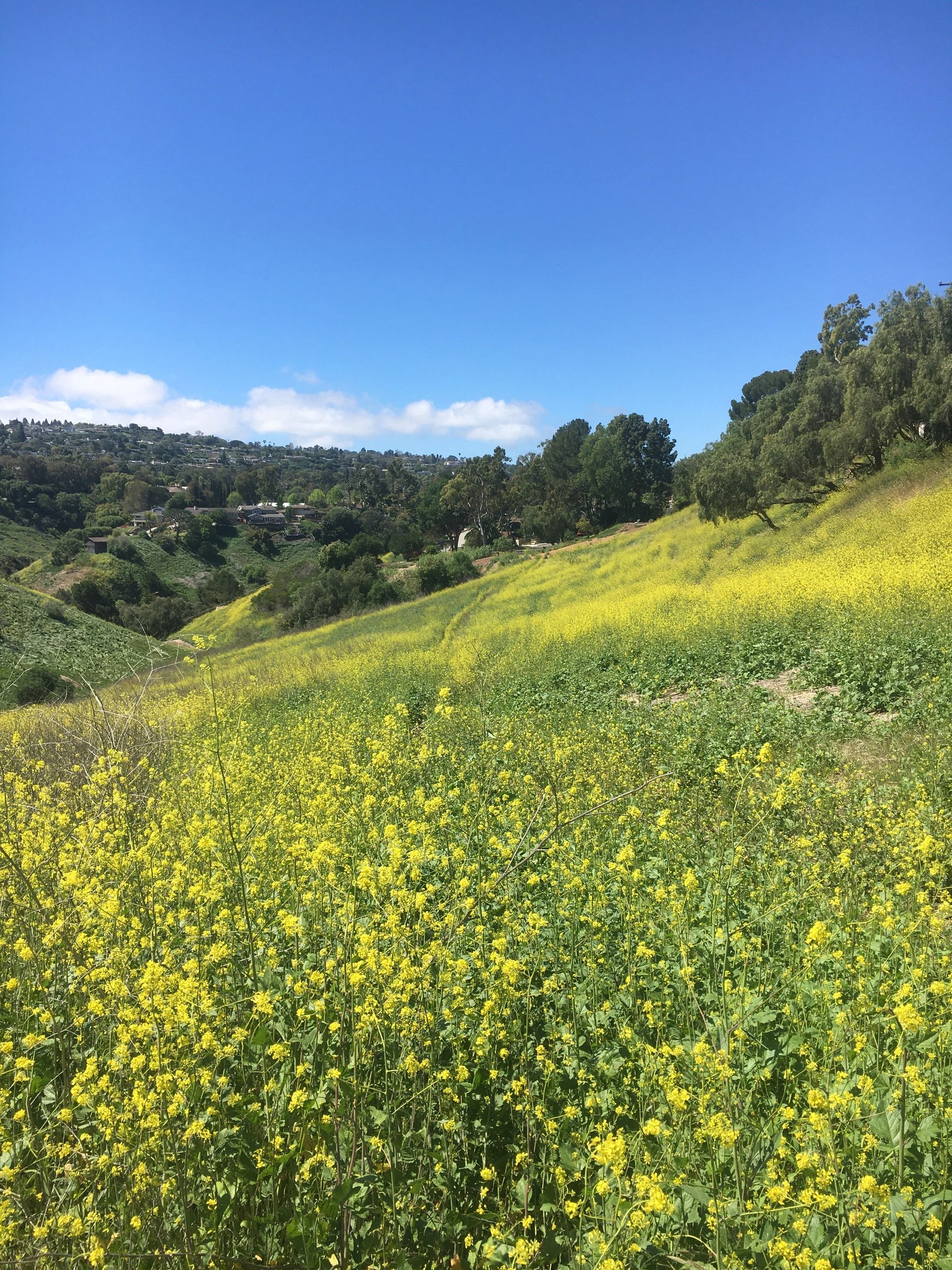 HOME [pvhorserentals.com]