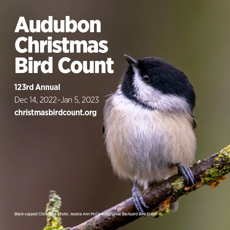 Christmas Bird Count | Marion Audubon