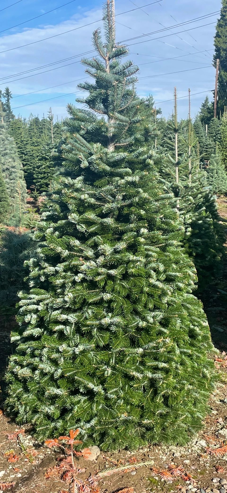Little Z Christmas Tree Farm at Claire Grissom blog