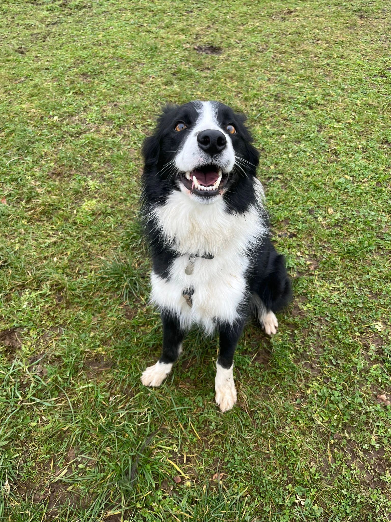 Welcoming Lenny Border Collie at Daycare