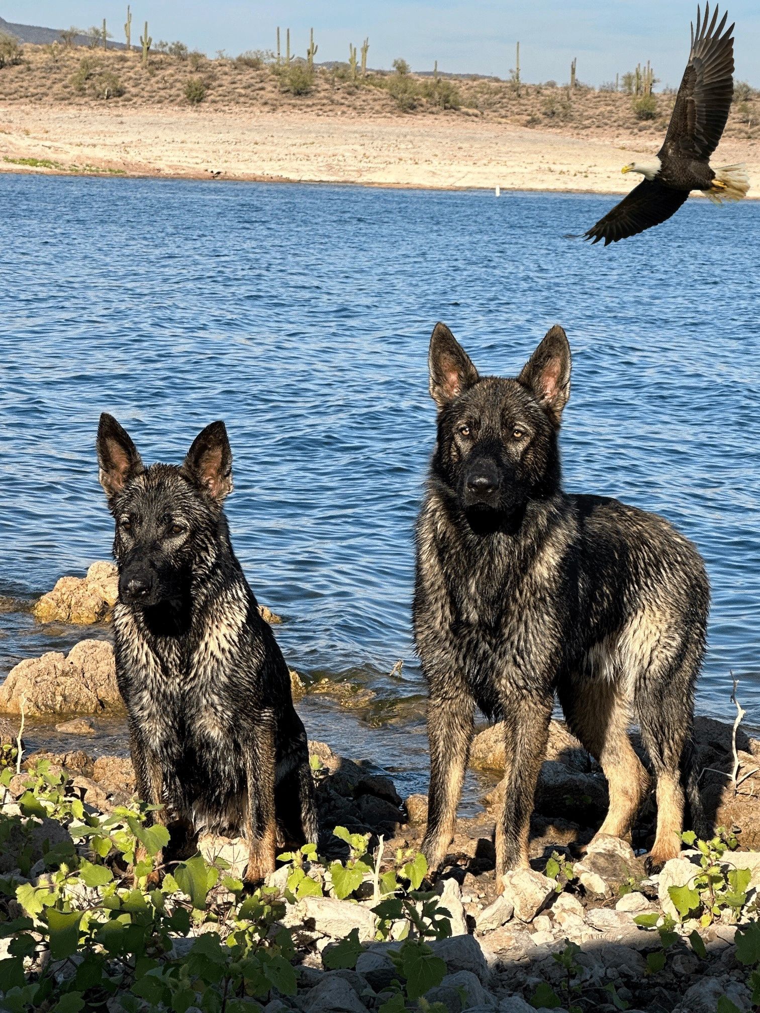 Healthy Czech Shepherd Puppies | CZ Shepherds