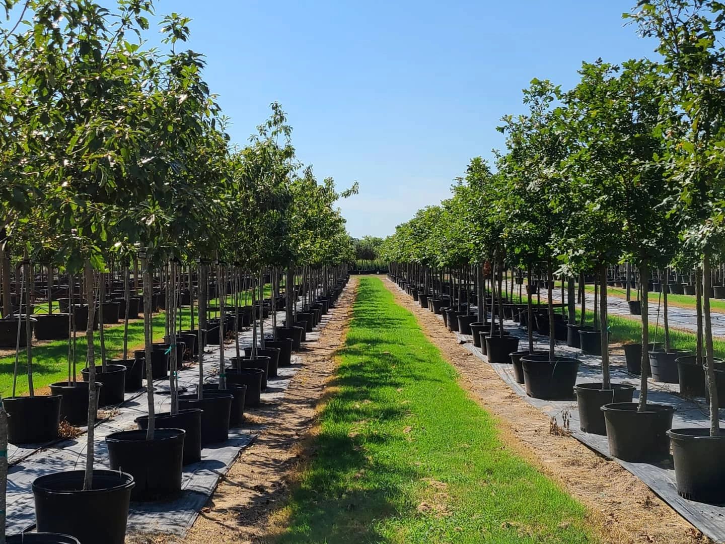 Shade, Privacy and Flowering Trees - Hope Valley Tree Farm