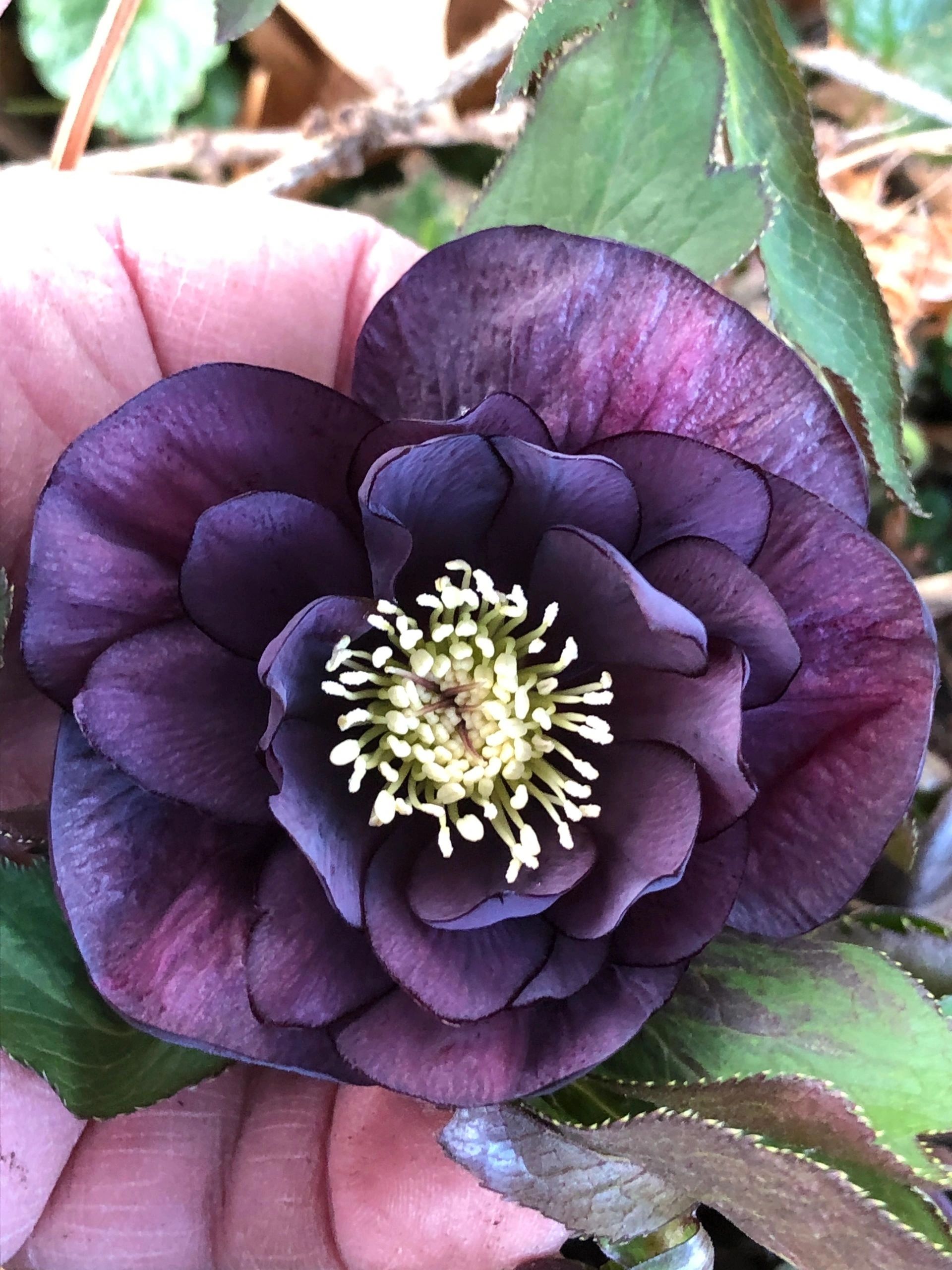 Chamberlain Acres Garden Center and Florist