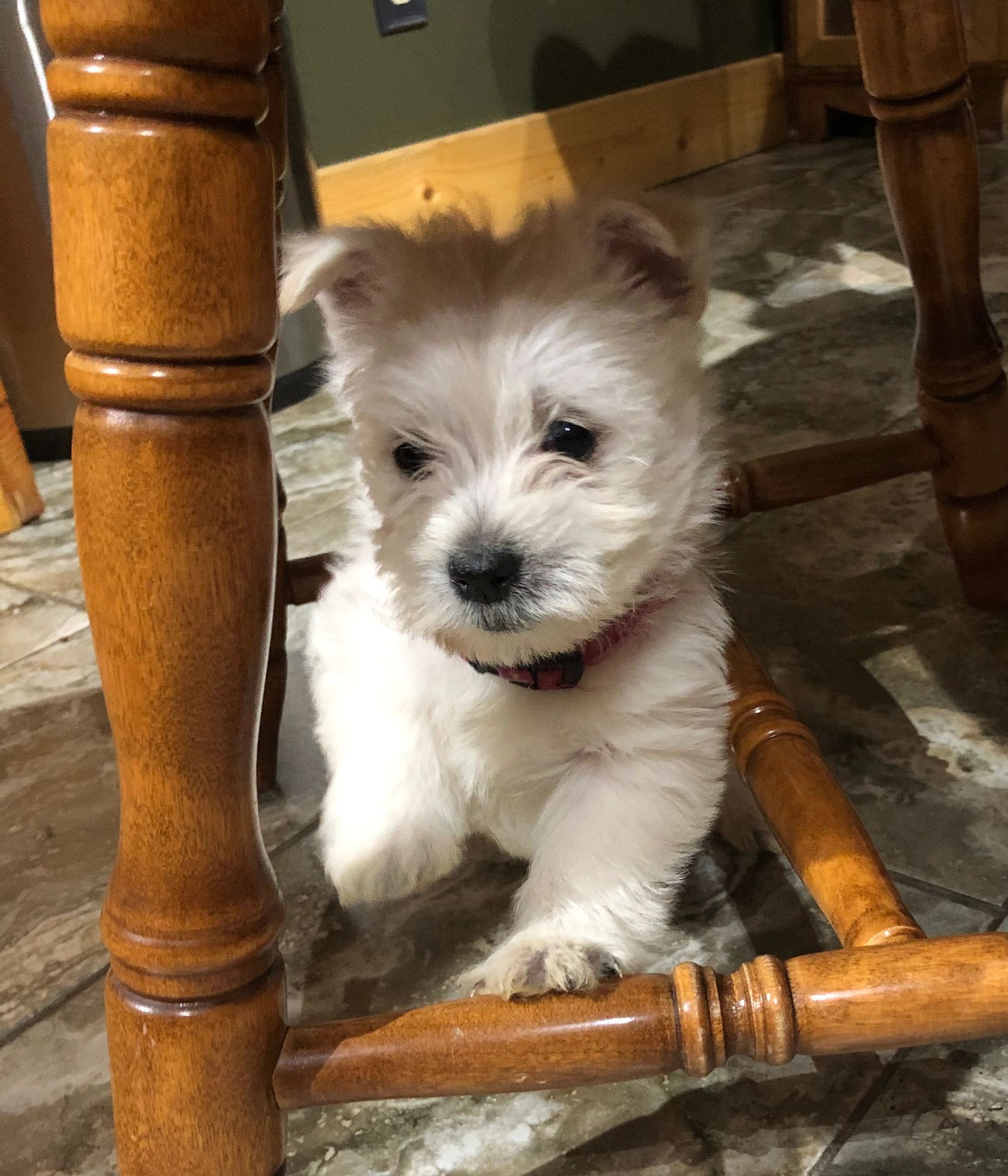 U2 Kennels - Border Collies Westies, Canada