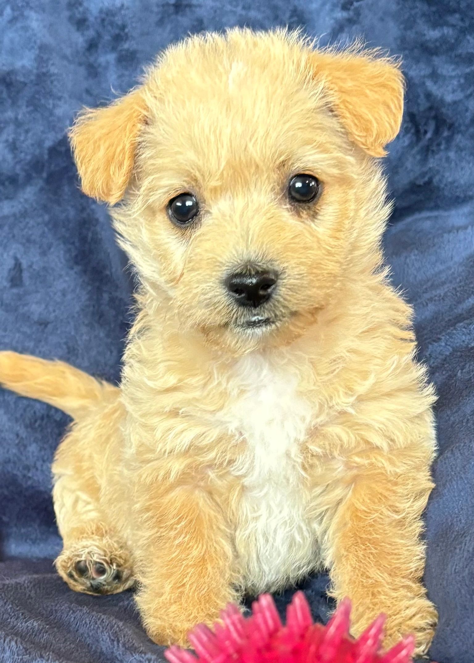 Puppy Purchase Details