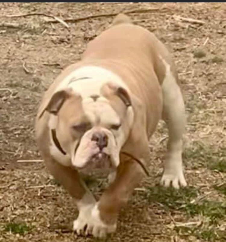 Olde English Bulldogge Vs American Bulldog